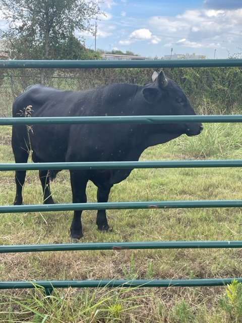Madison County, Texas