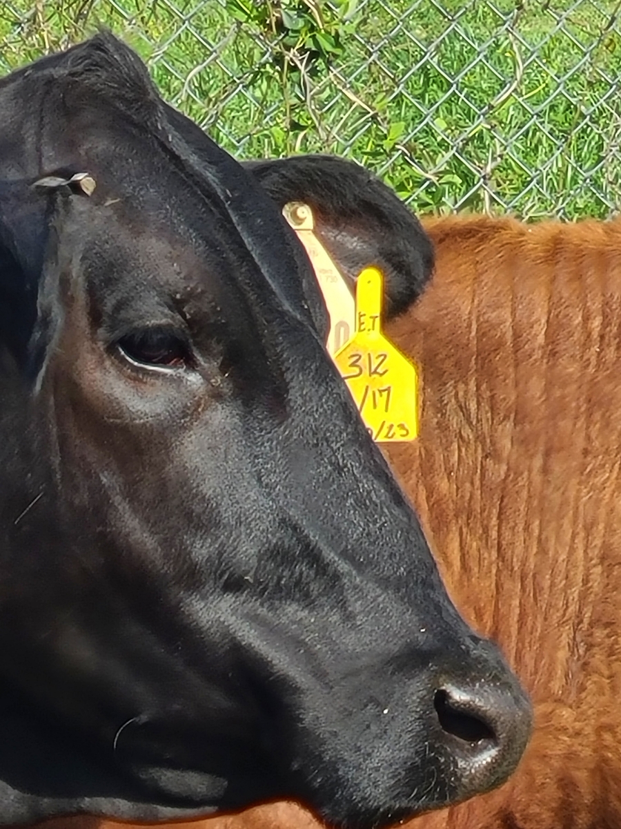 Madison County, Texas