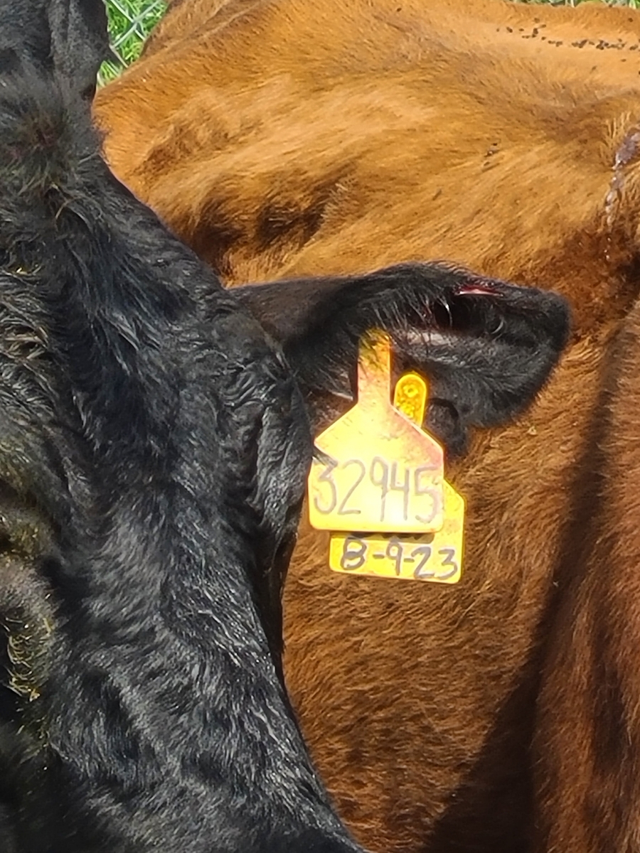 Madison County, Texas