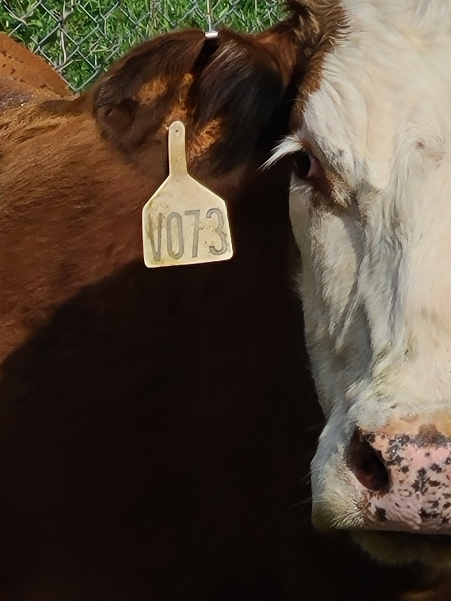 Madison County, Texas